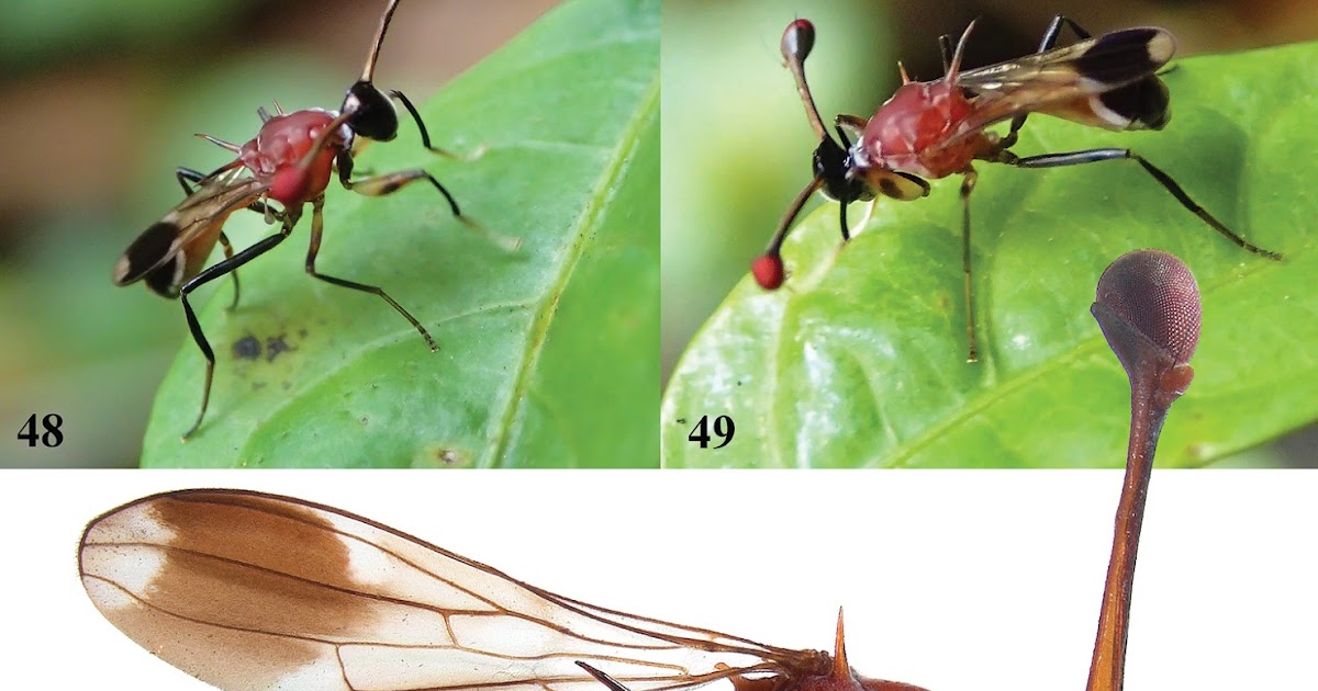 One species a day: A new stalk-eyed fly: Teleopsis sorora