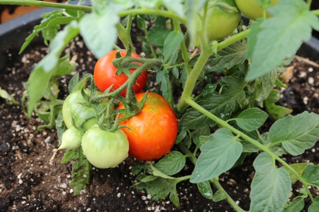 The Flower Bin: How to Choose Tomato Plant Varieties