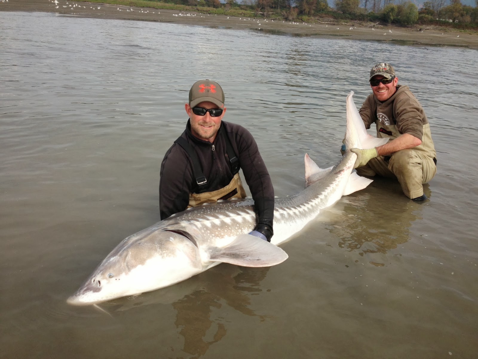 BC Sportfishing Group Blog: Another Monster Fish