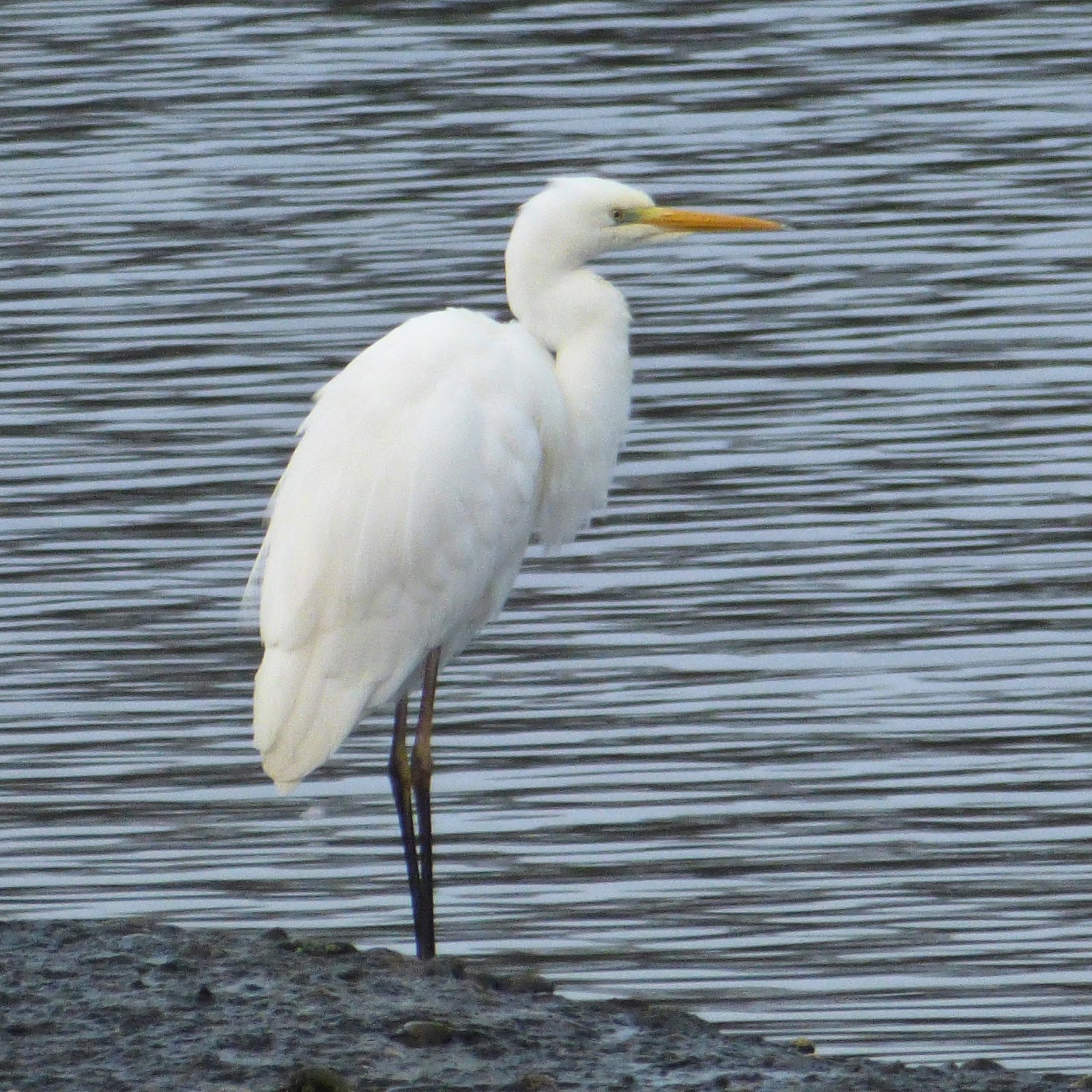 Out4aduck - A record of my birding year: Great White Egret at Upton Warren