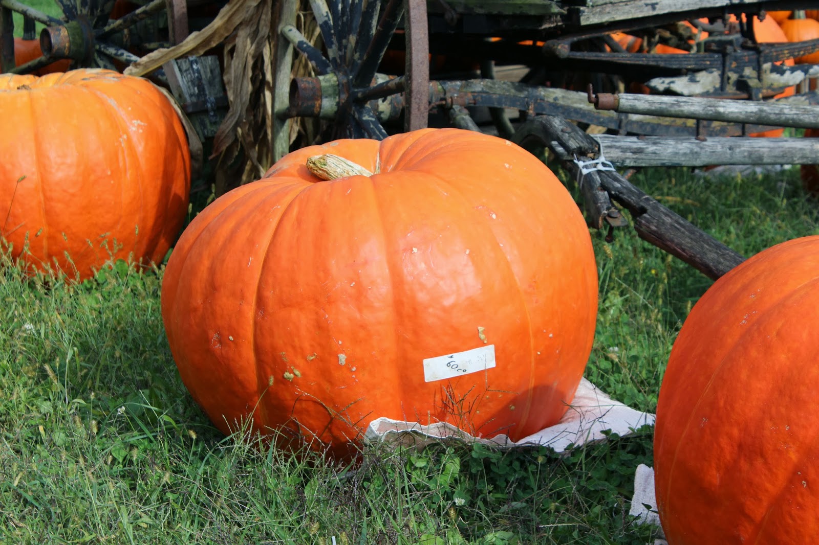 James 4 USA: Pumpkins!