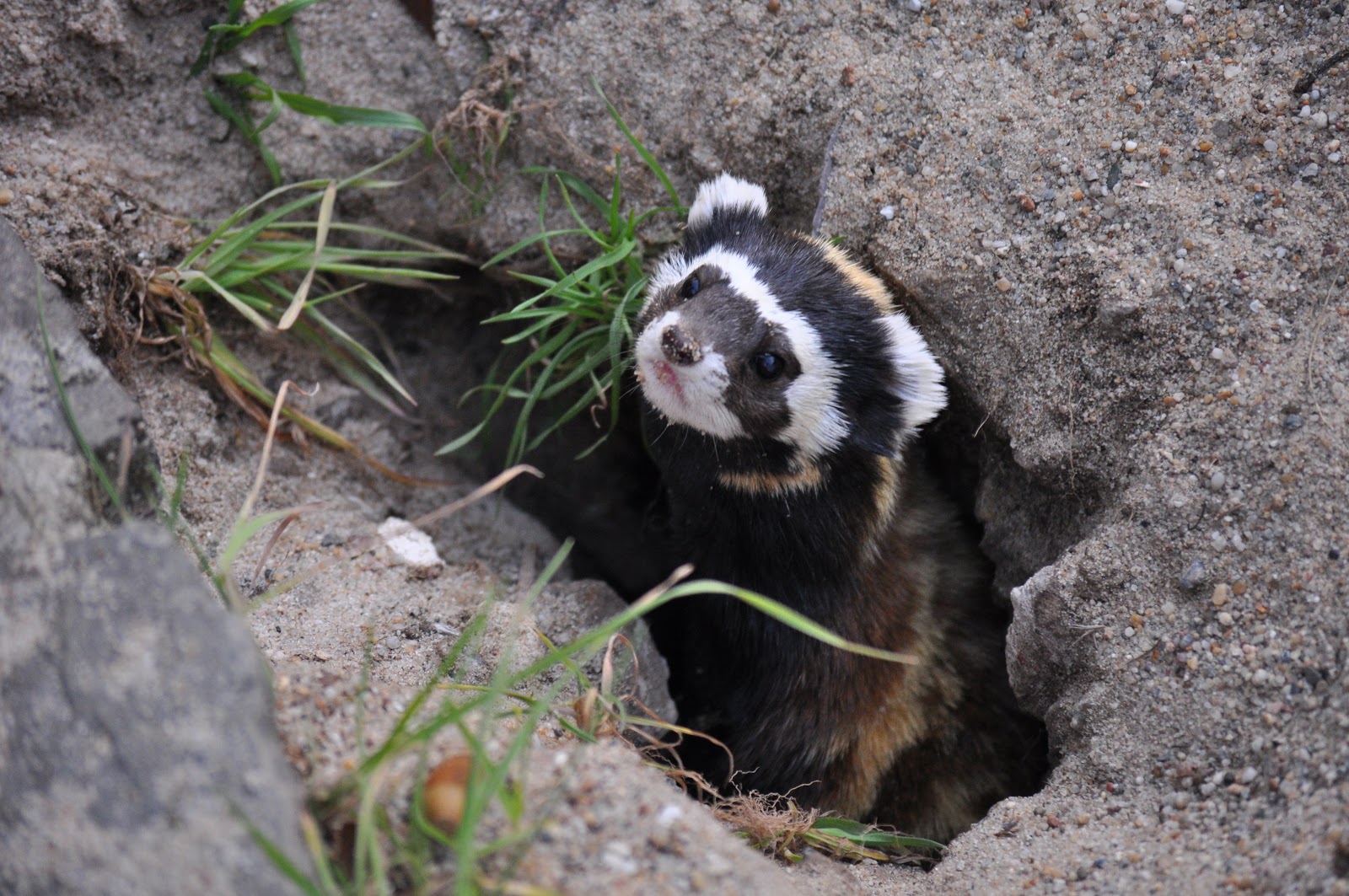 Tvor životinjica koje se brzo uvuče pod kožu, vrlo zahtijevna stvorenja ...
