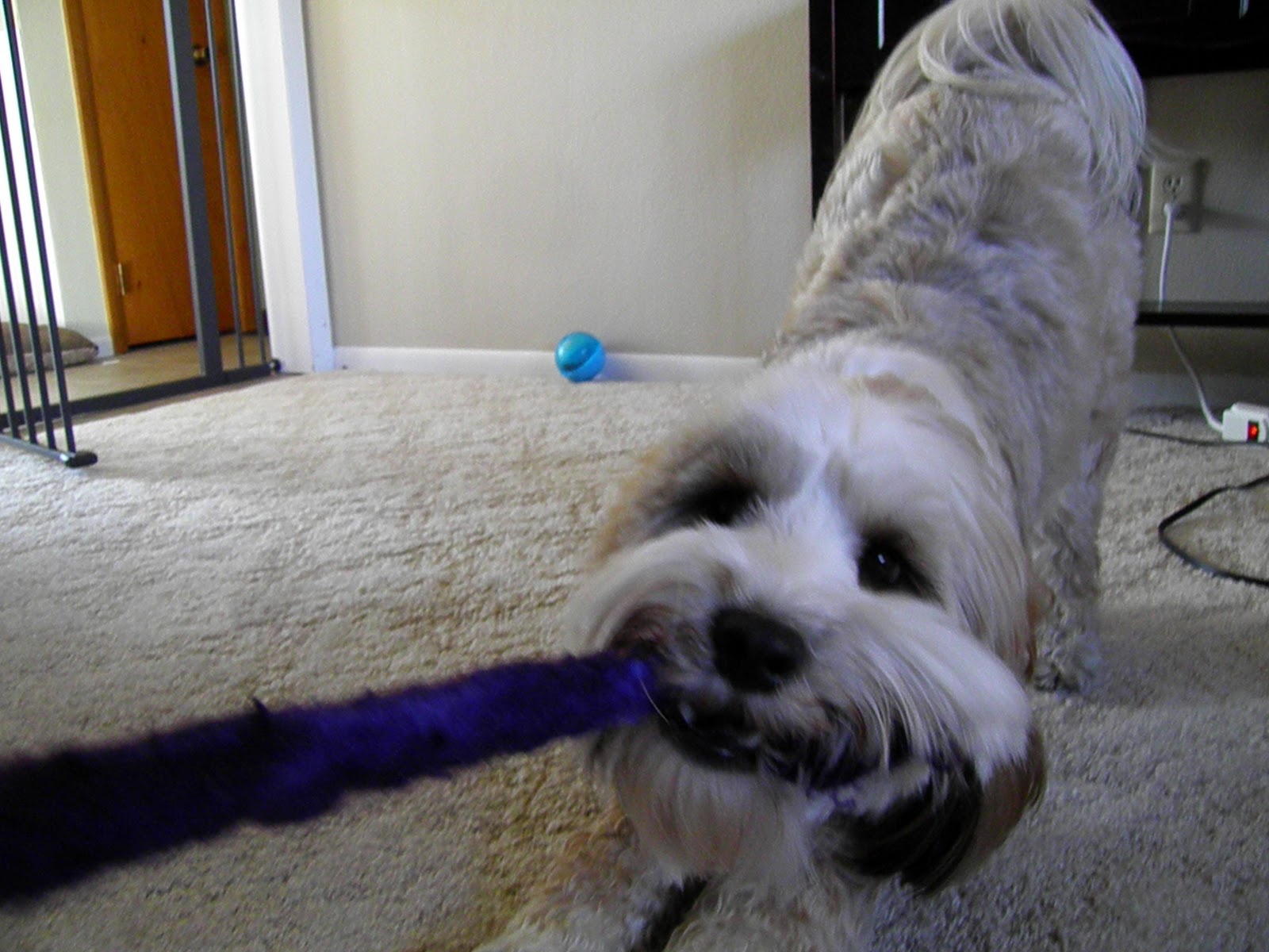 Just A Pup: Woolie Dog Tug Toy Review