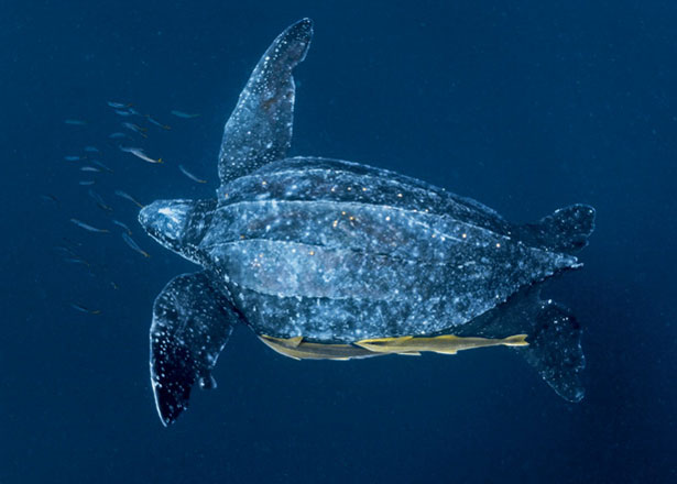 Real Monstrosities: Leatherback Turtle