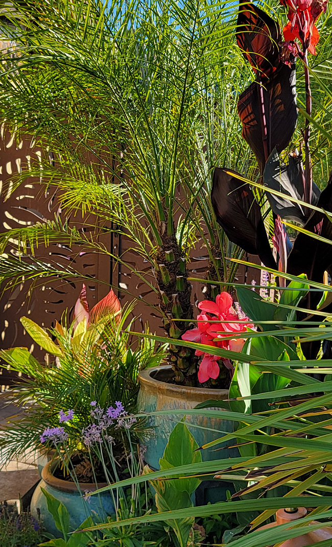 Pool Area Blooms | Life and Linda