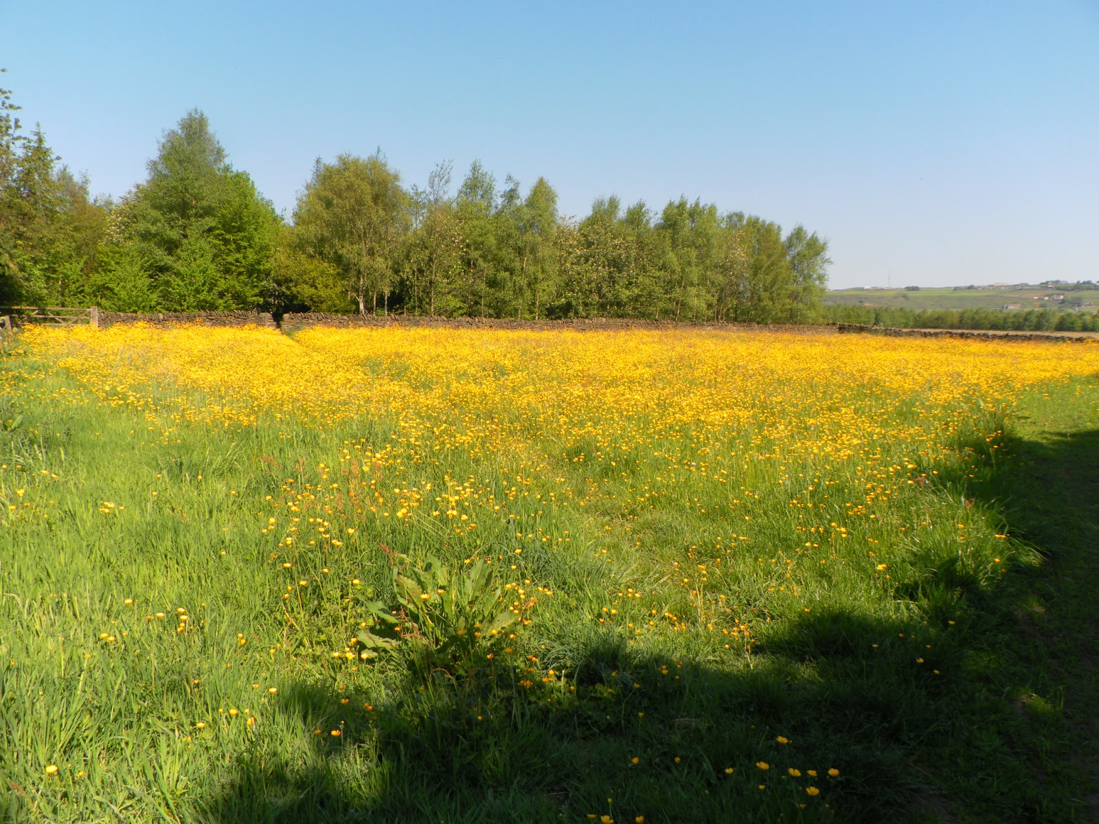 Calderdale Wildlife: Oats Royd Nature Reserve