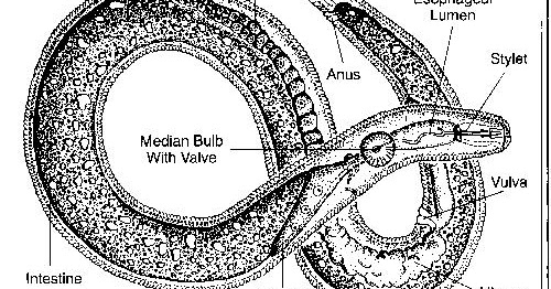 ALL ABOUT HELMINTHOLOGY: NEMATODES