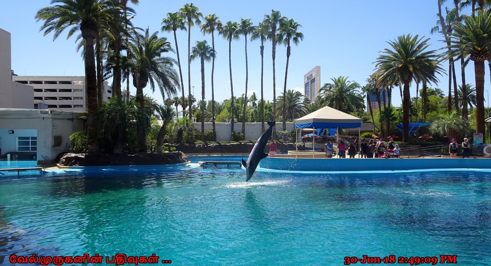 Las Vegas Mirage Dolphin Exhibit - Exploring My Life