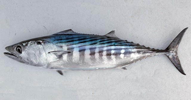 Ikan Bonito Atlantik, Bonito Pasifik, Atau Cakalang; Klasifikasi ...