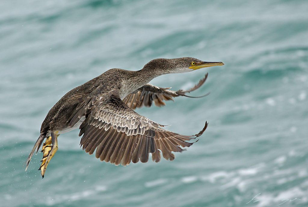 APRENDIENDO: CORMORANES
