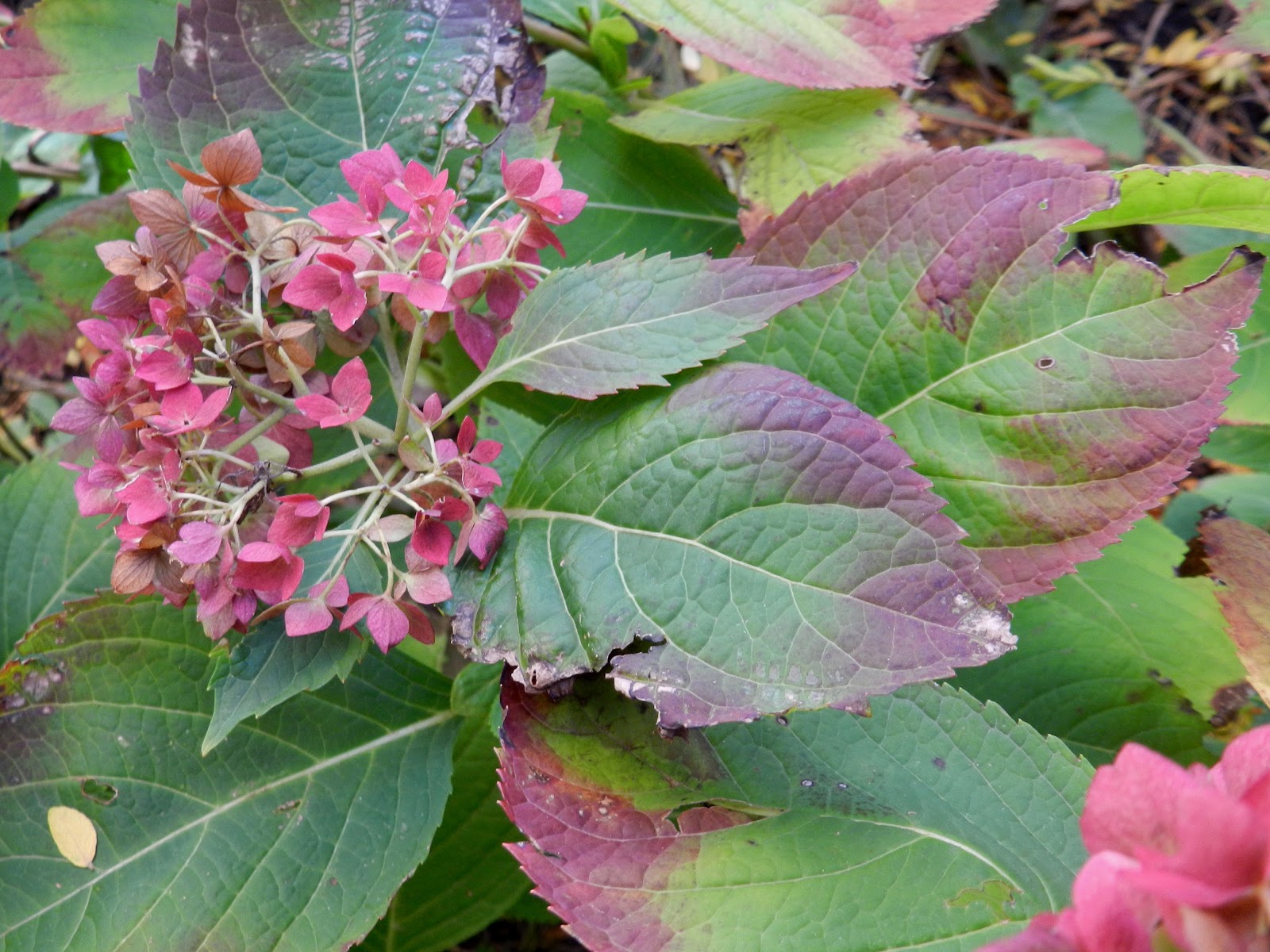 Prairie Rose's Garden: Fall Color Project: Memories of Autumn