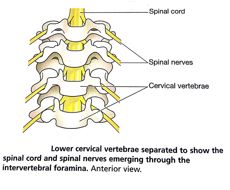 VERTEBRAL COLUMN