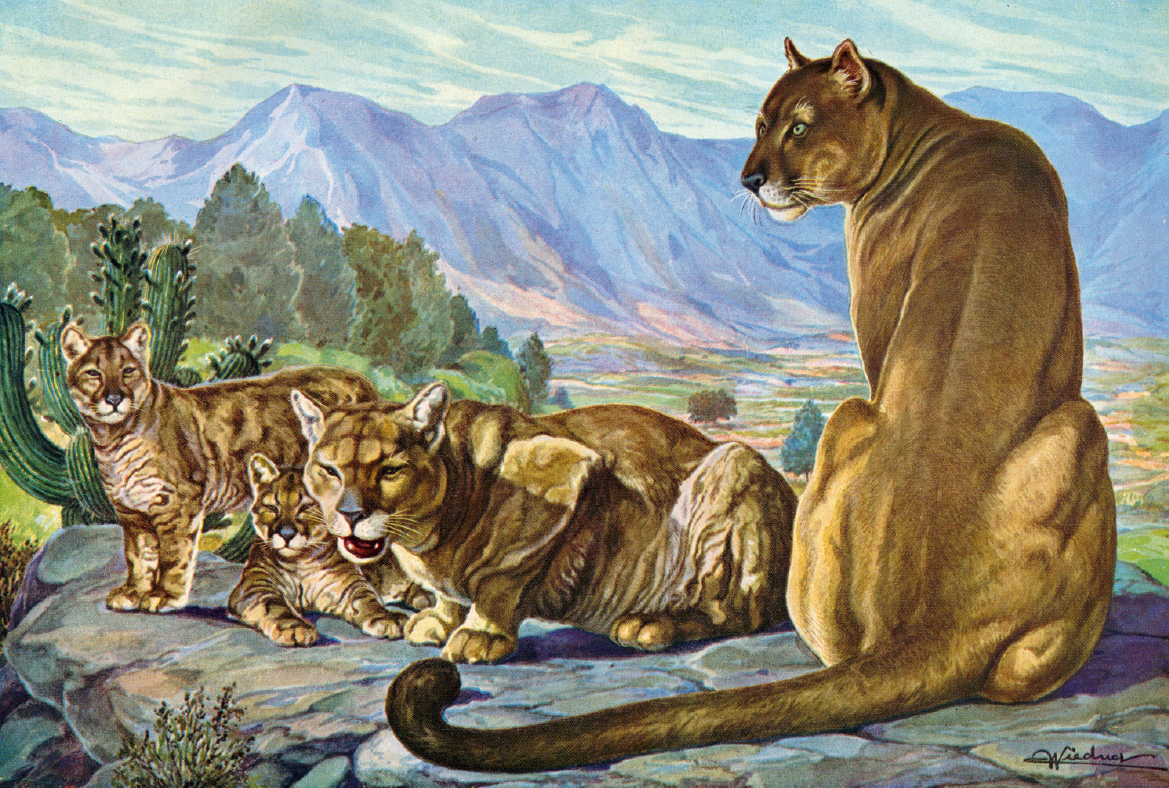 HISTORIAS ZOOLOGICAS: LOS SENDEROS DEL PUMA (Puma concolor) - EPISODIO 2