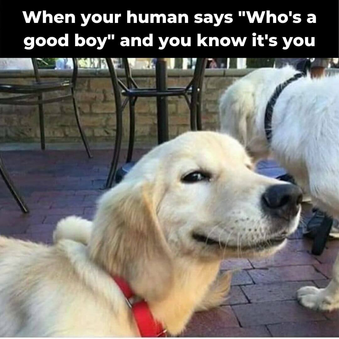Evil Golden Retriever Meme : No matter what the breed is, putting ...