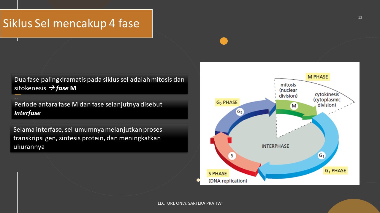 MOLECULAR BIOLOGY AND PATHOBIOLOGY : K-Diferensiasi dan Proliferasi Sel