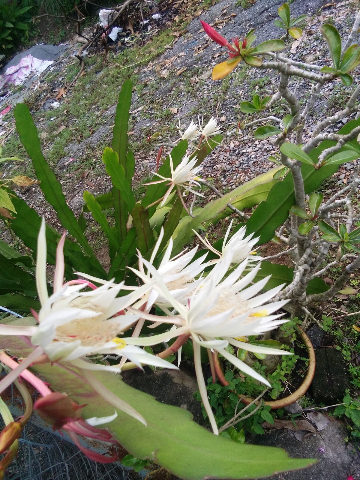 D' Qasih: bunga bakawali