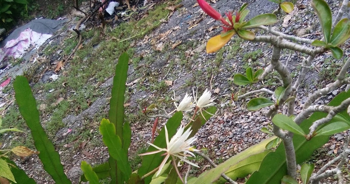 D' Qasih: bunga bakawali