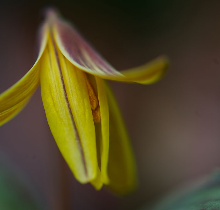Red and the Peanut: Golden-star, Erythronium rostratum, in Scioto County