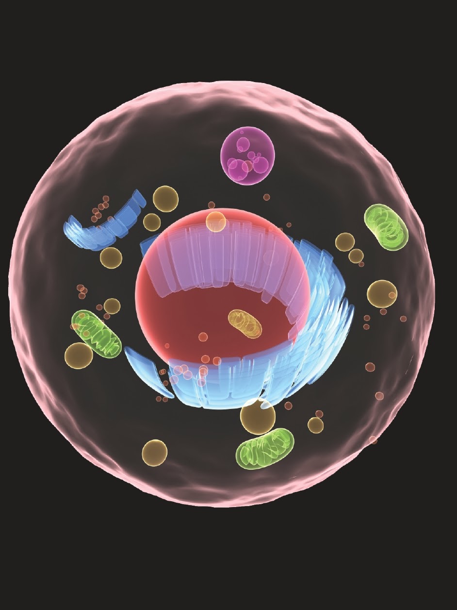 EcoEnglish: A Cell is a building block of life