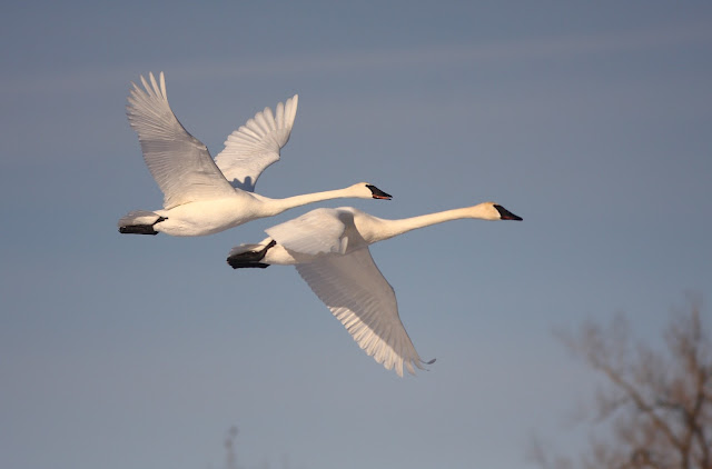 One Thousand Days in Nature: Trumpeter Swans of February