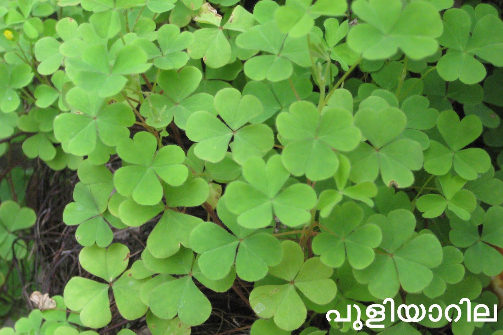 Ayurvedic Medicinal Plants in Kerala