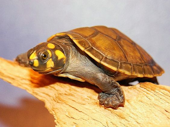 ANPP Animales y Plantas de Perú: Tortuga Taricaya - Podocnemis unifilis