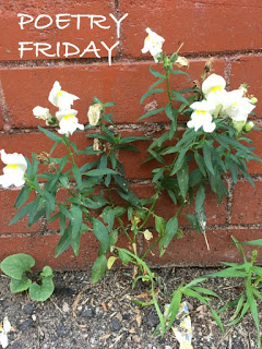 TeacherDance: Poetry Friday - Celebrating "Dear Poet" - Charles Ghigna