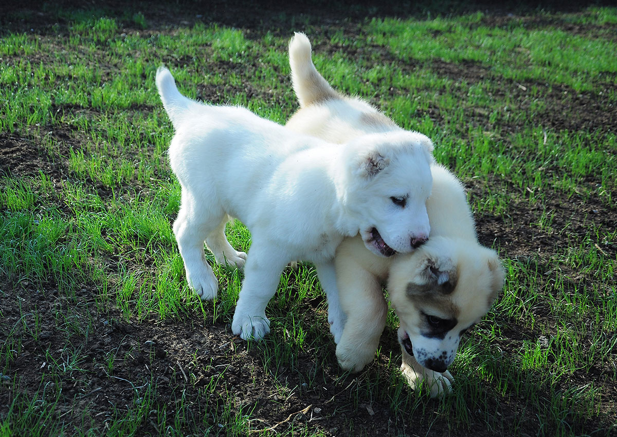 Turkmen Habar Gullugy: «Türkmen Alabaý Itleri» Assosiasiýasy Döredildi