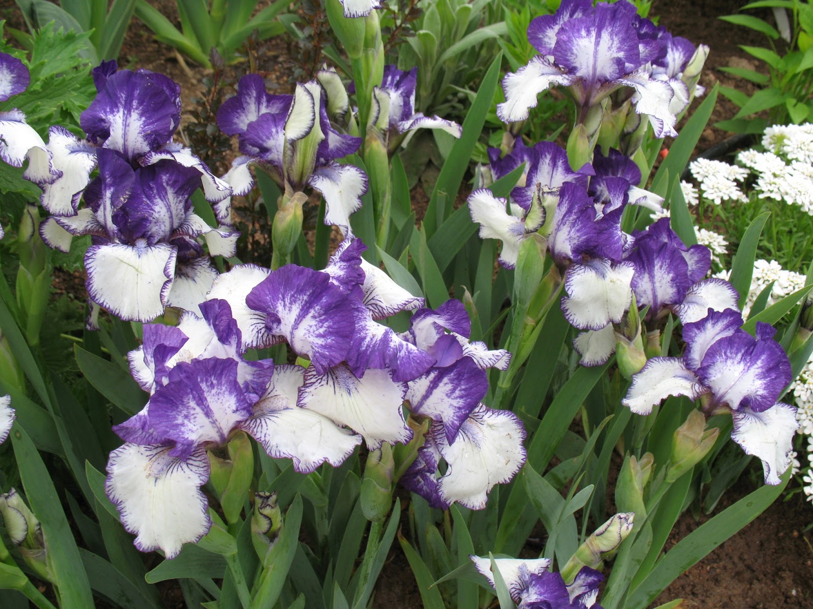 Roses du jardin Chêneland: Iris "Rare Edition"
