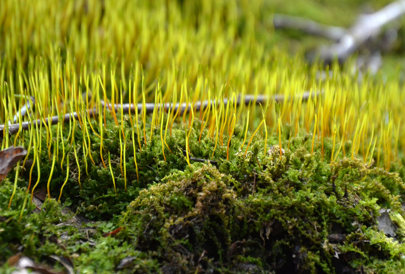 Woods Walks and Wildlife: Growing Moss, and the First Moth of the Year