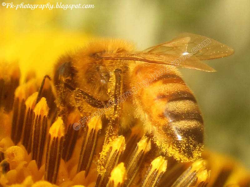 Insect Pollinators | Nature, Cultural, and Travel Photography Blog