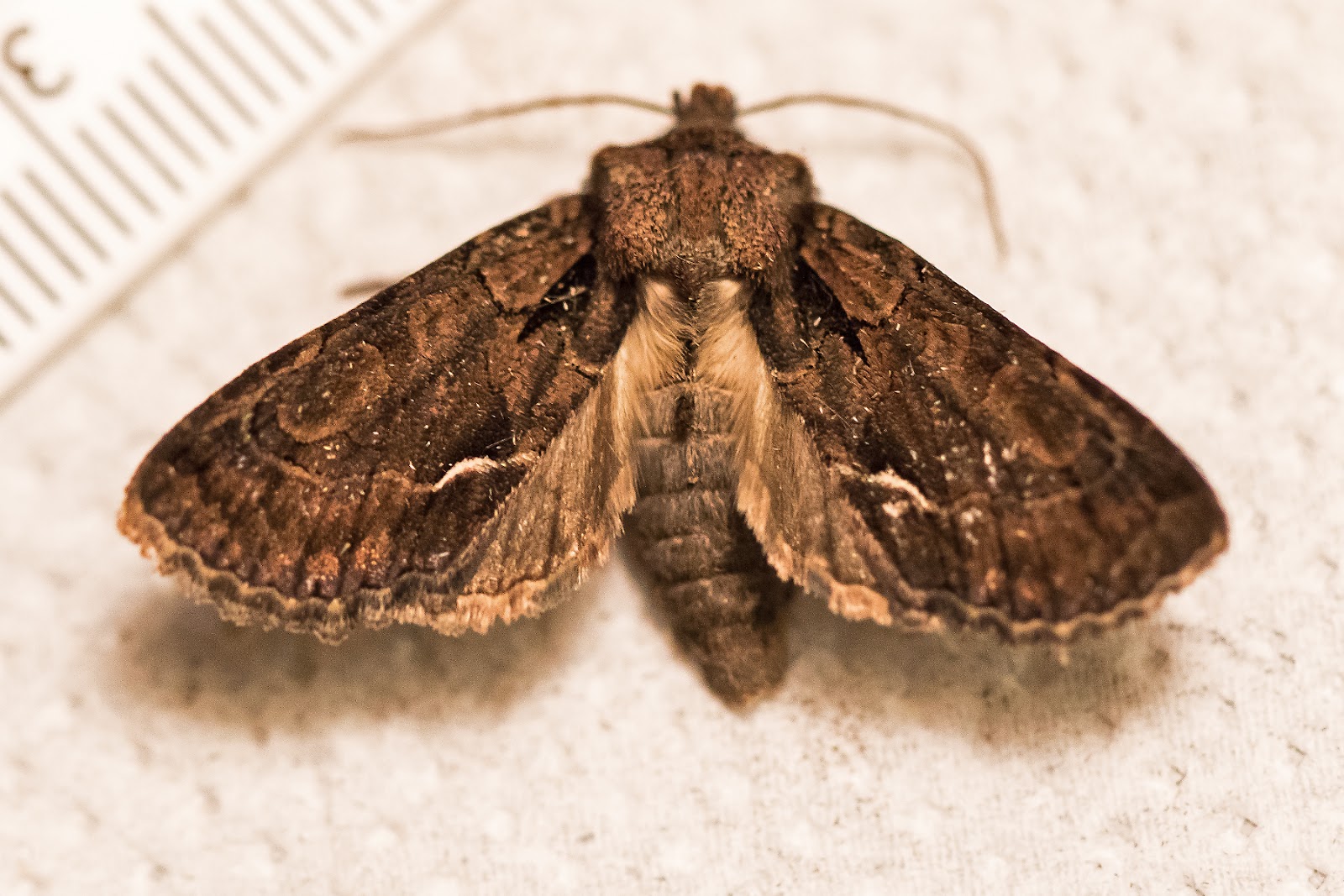 Butterflies, Dragonflies, Moths & other Insects: Green-brindled ...