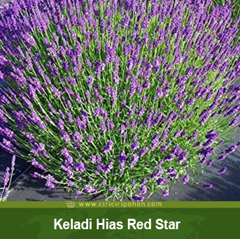 Cara Menanam Bunga Lavender - Ciriciripohon.com