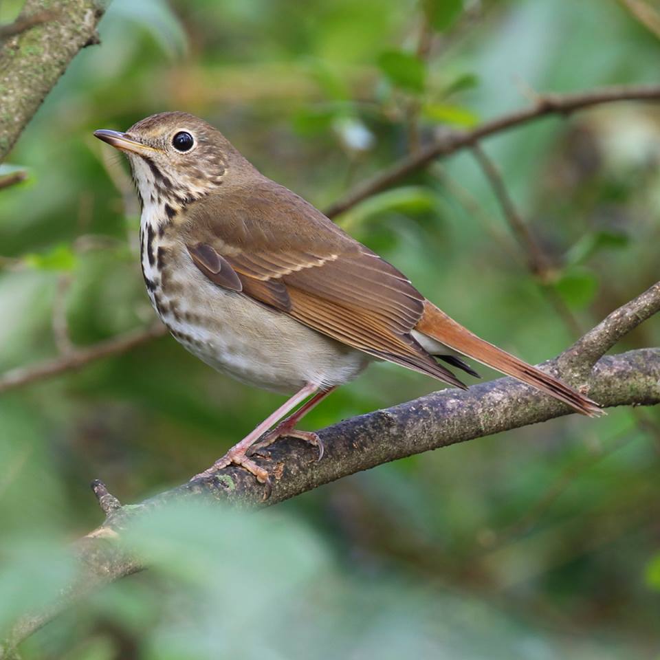 North Georgia Naturalist: 2017