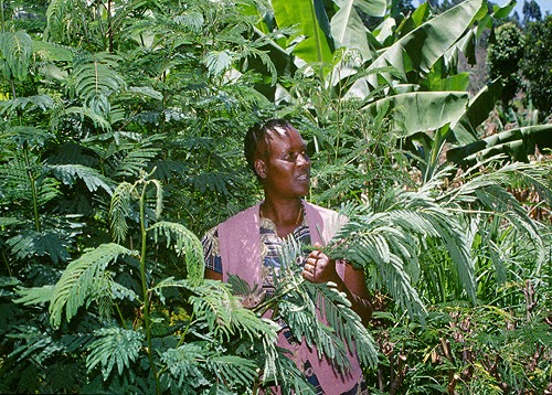Farming Kenya: Calliandra