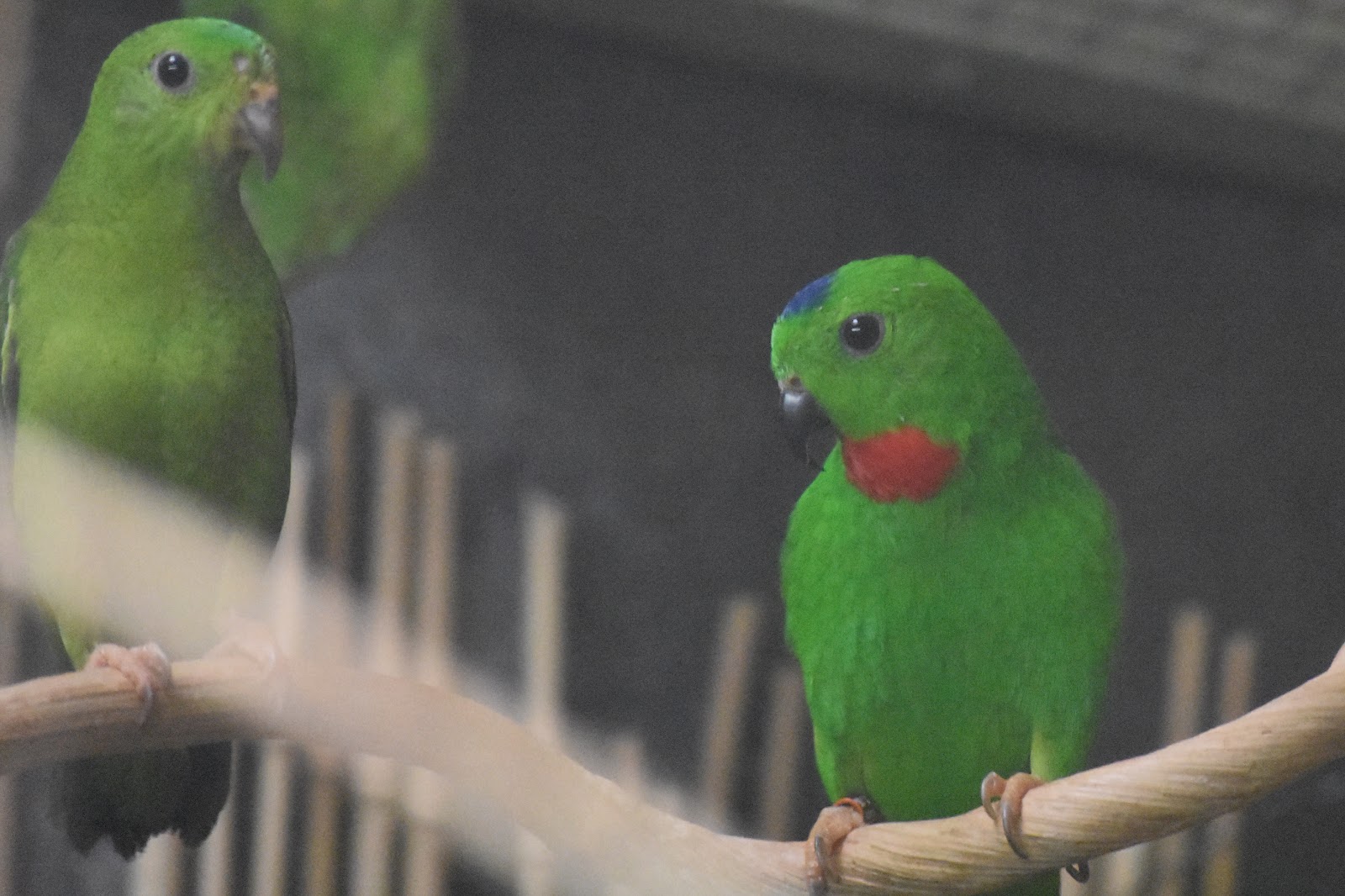 ZOOTOGRAFIANDO (5.836 ANIMALS): LORÍCULO CORONIAZUL / BLUE-CROWNED ...