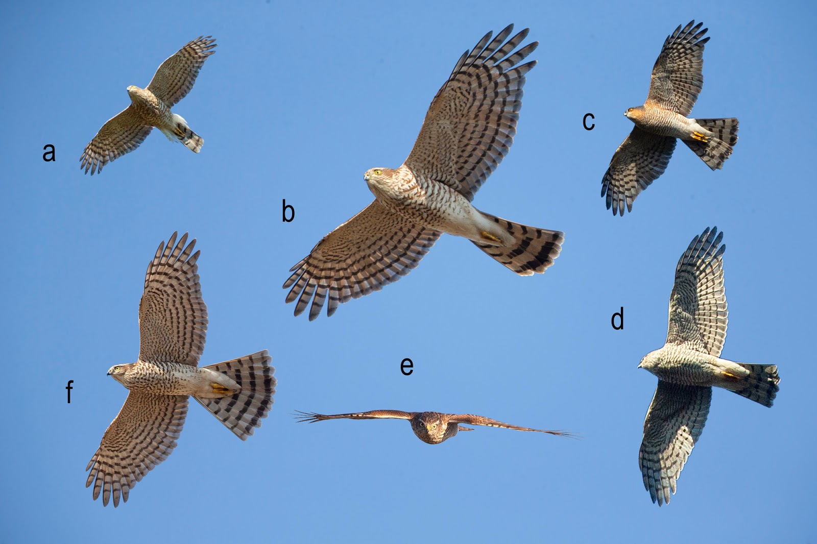 Wildlife Diaries: Northern Goshawk flight identification and ageing in ...