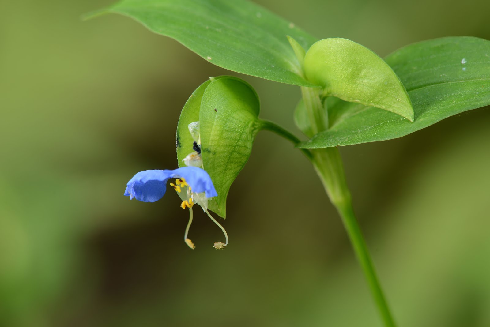 Indiana Plant A Day: Asiatic Dayflower