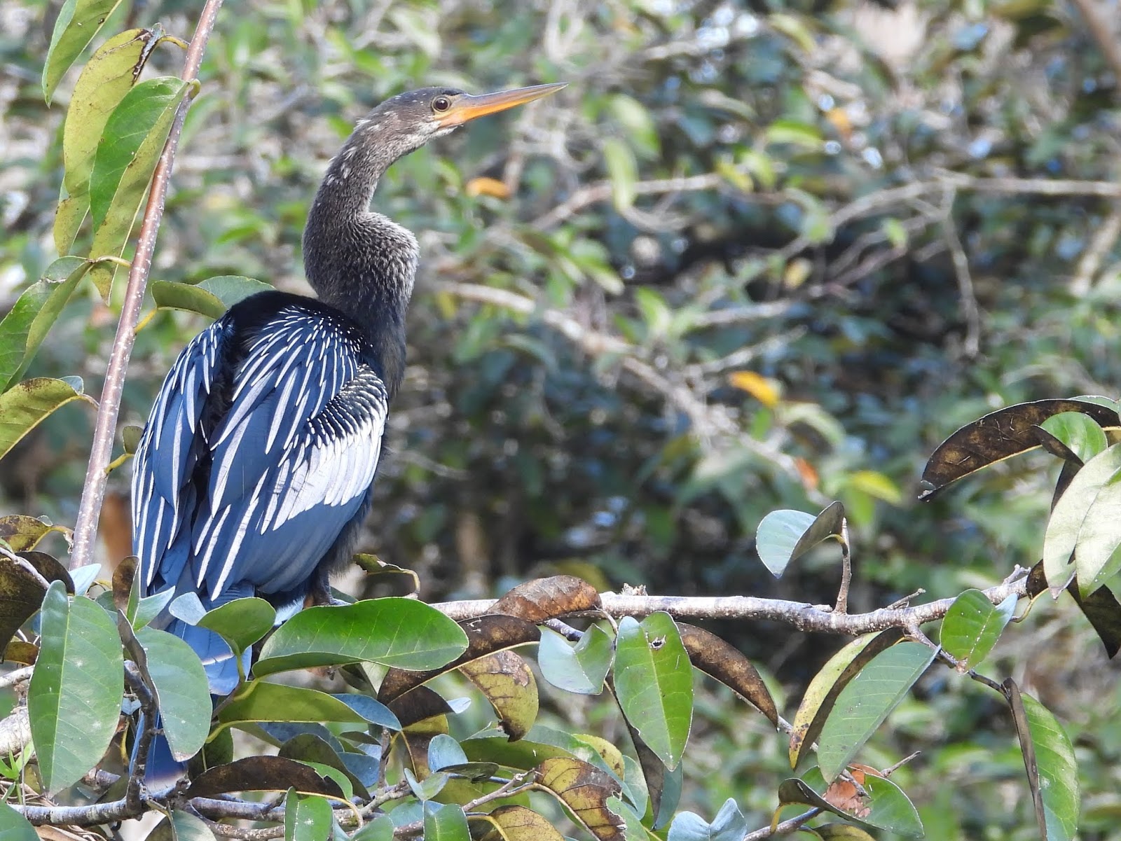 Bird & Travel Photos, Birding Sites, Bird Information: A BEAUTIFUL ...