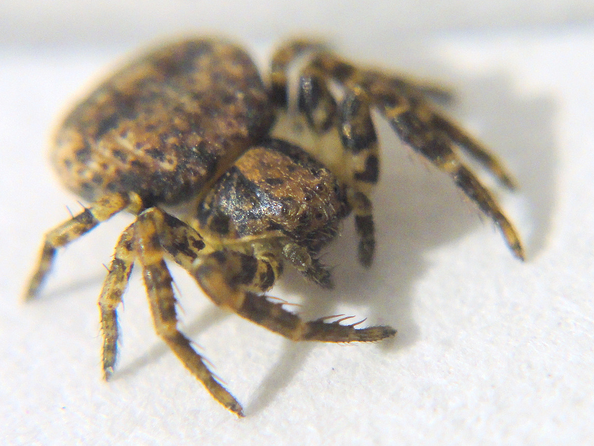 Wanderin' Weeta (With Waterfowl and Weeds): 05/01/2011 - 06/01/2011