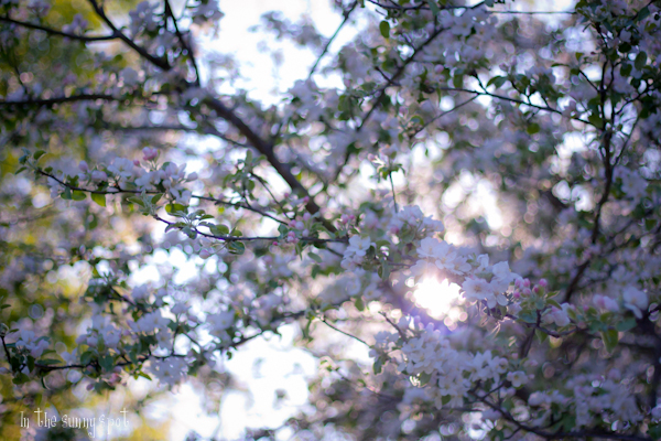 In The Sunny Spot: Spring Reminiscence