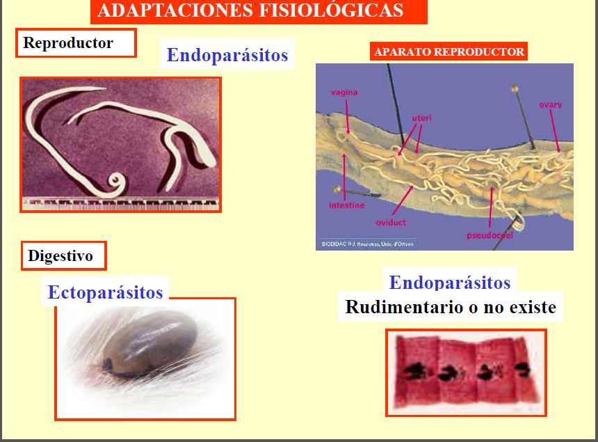 MICROBIOOLOGIA Y PARACITOLOGIA : PARASITOLOGIA MEDICA KARINA PINEDA GARCIA