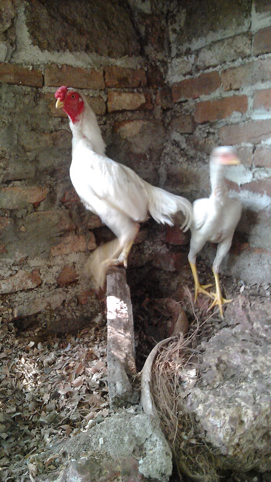 MY PETS: ASIL Game Fowl