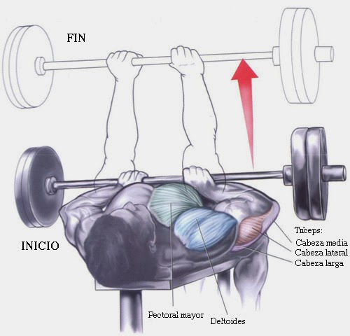 Zona Fitness: Creando Músculo: Rutina de Pecho y Triceps