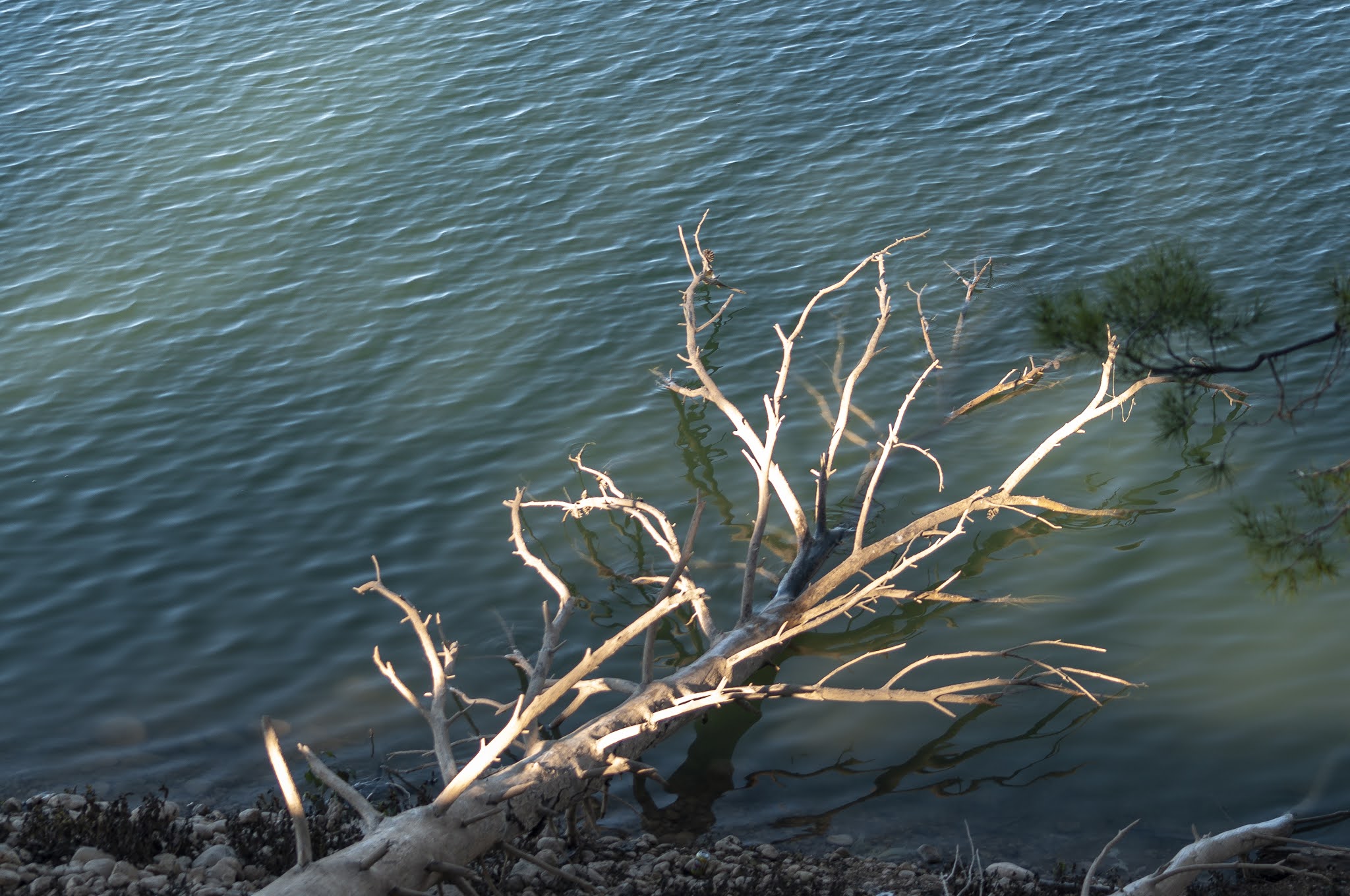 Pantano del Cubillas. Espacio Naturalizado
