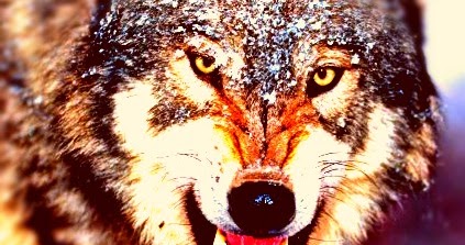 EDUPSIQUE: Acosar, acorralar, perseguir...