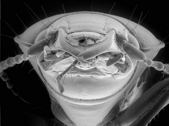 Microorganisms Under a Microscope ~ Hampix