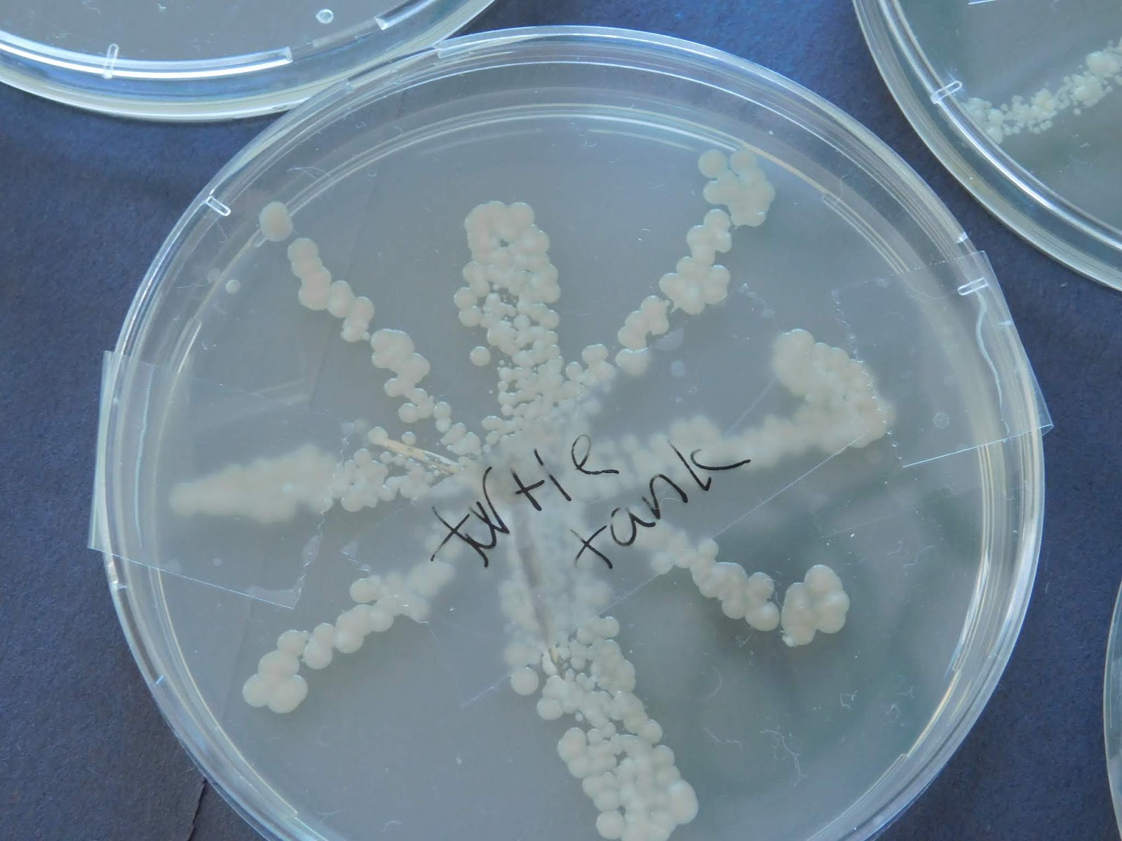 100 Days of Science #45-- Growing a Germ Farm