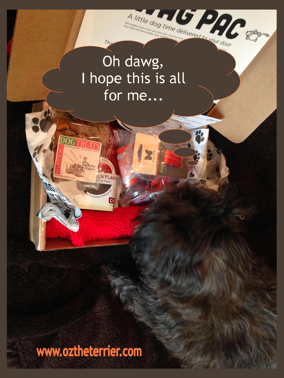 My Tail Wags for Wag Pac | Oz the Terrier - Lifestyle Dog Blog