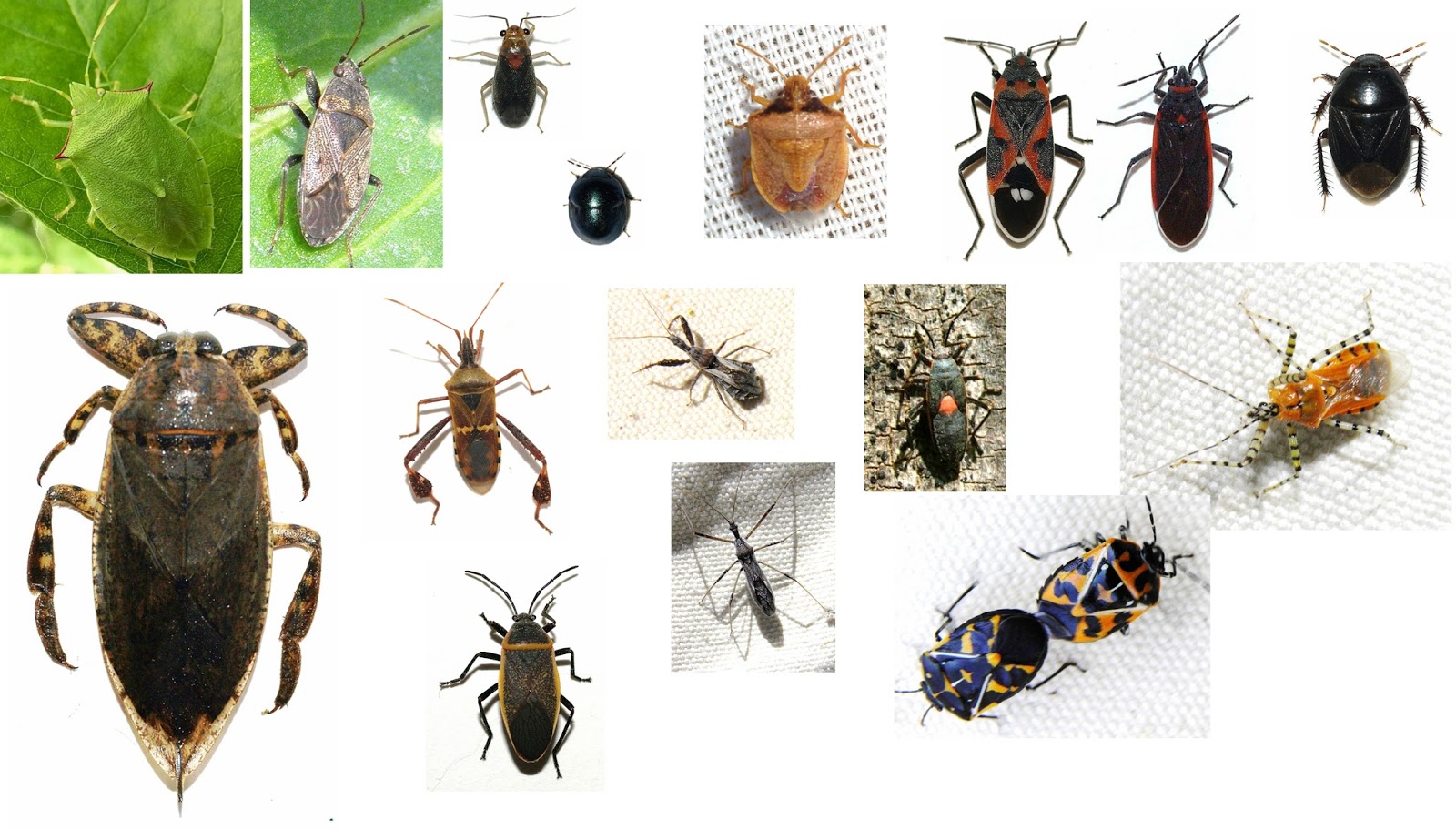 Arizona: Beetles, Bugs, Birds and more: April 2017